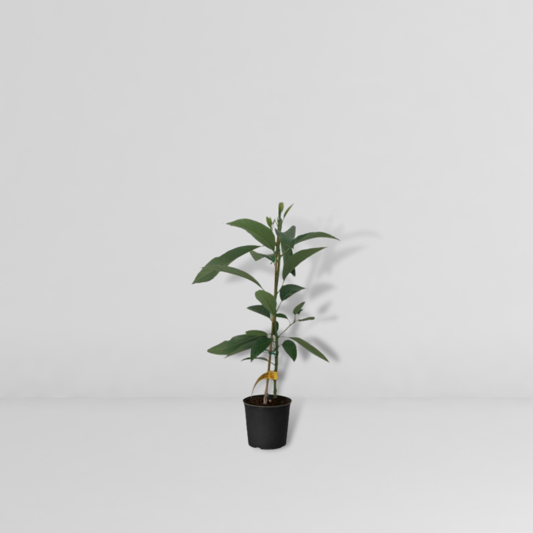 Avocado Bacon Tree – Balashi Flowers & Nursery