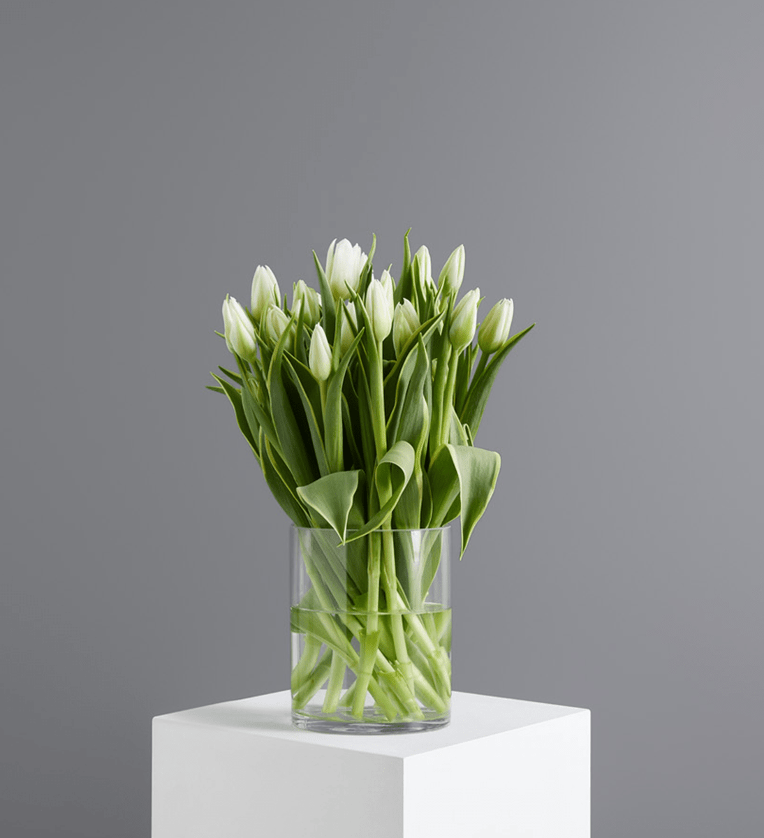 Elegance – Balashi Flowers & Nursery