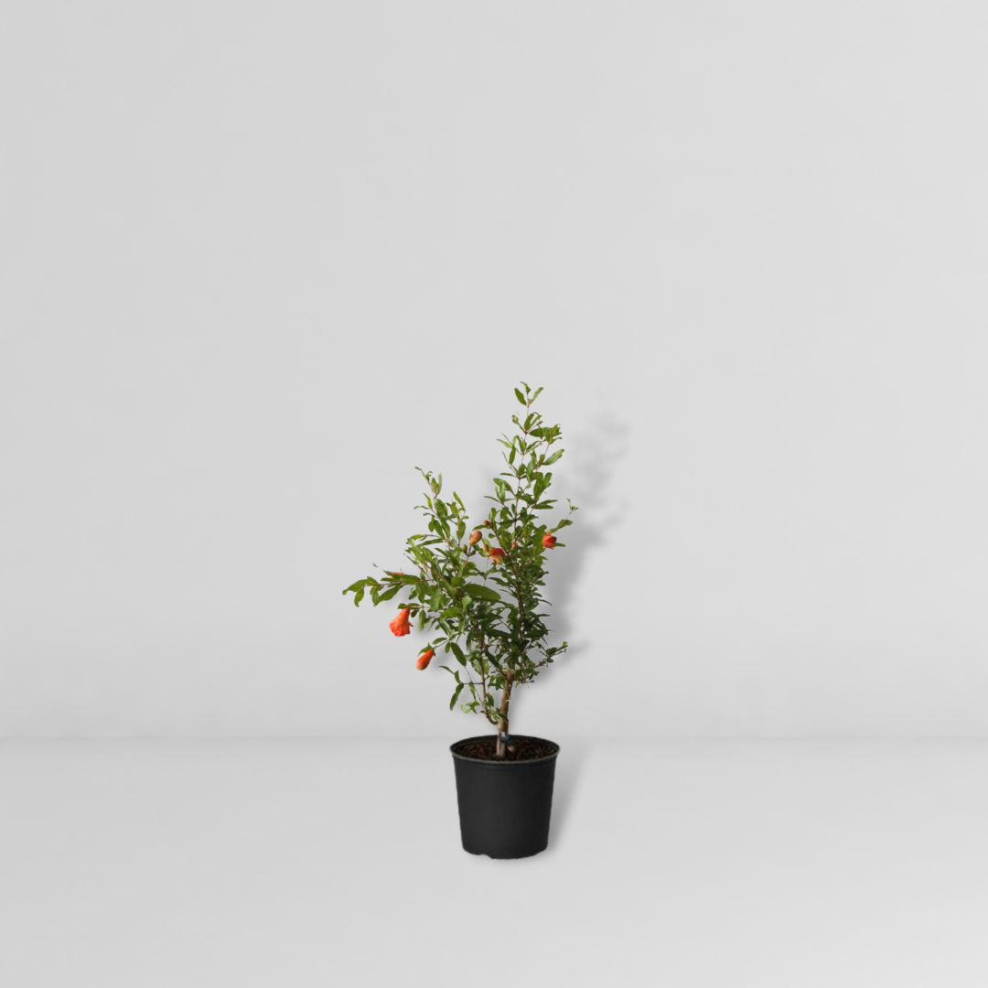Dwarf Pomegranate Tree – Balashi Flowers & Nursery