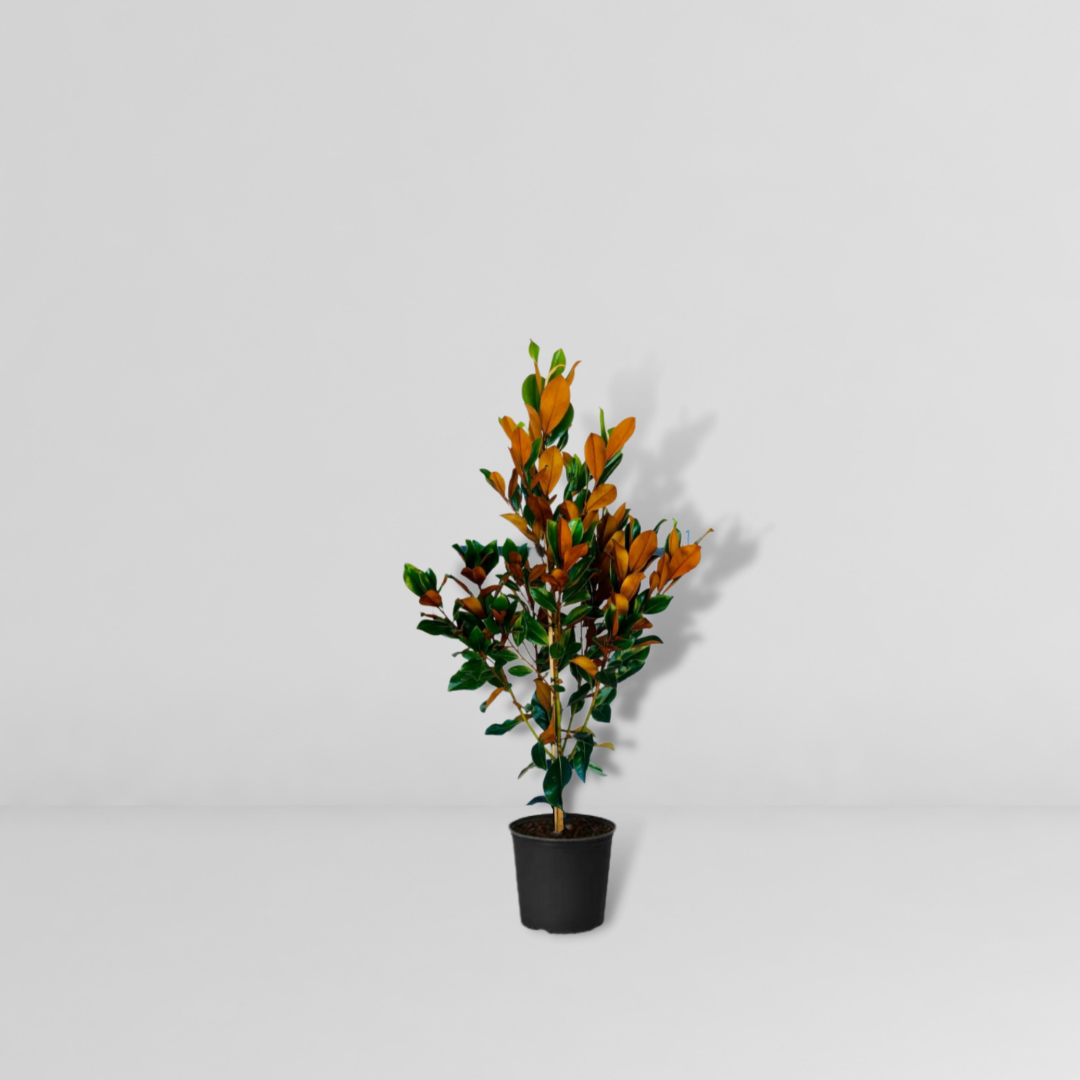 Magnolia Coolwyn Glass Tree – Balashi Flowers & Nursery