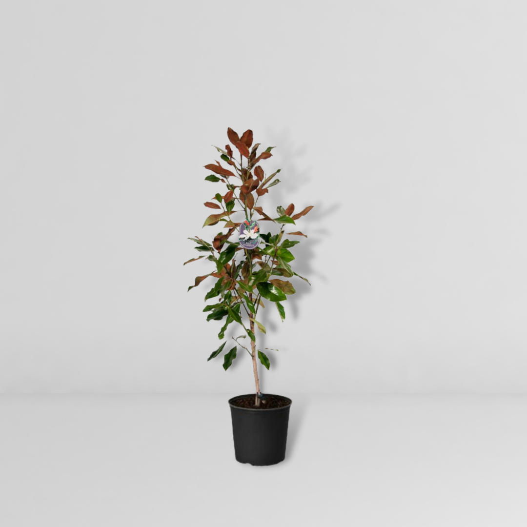 Magnolia Kay Paris Tree – Balashi Flowers & Nursery