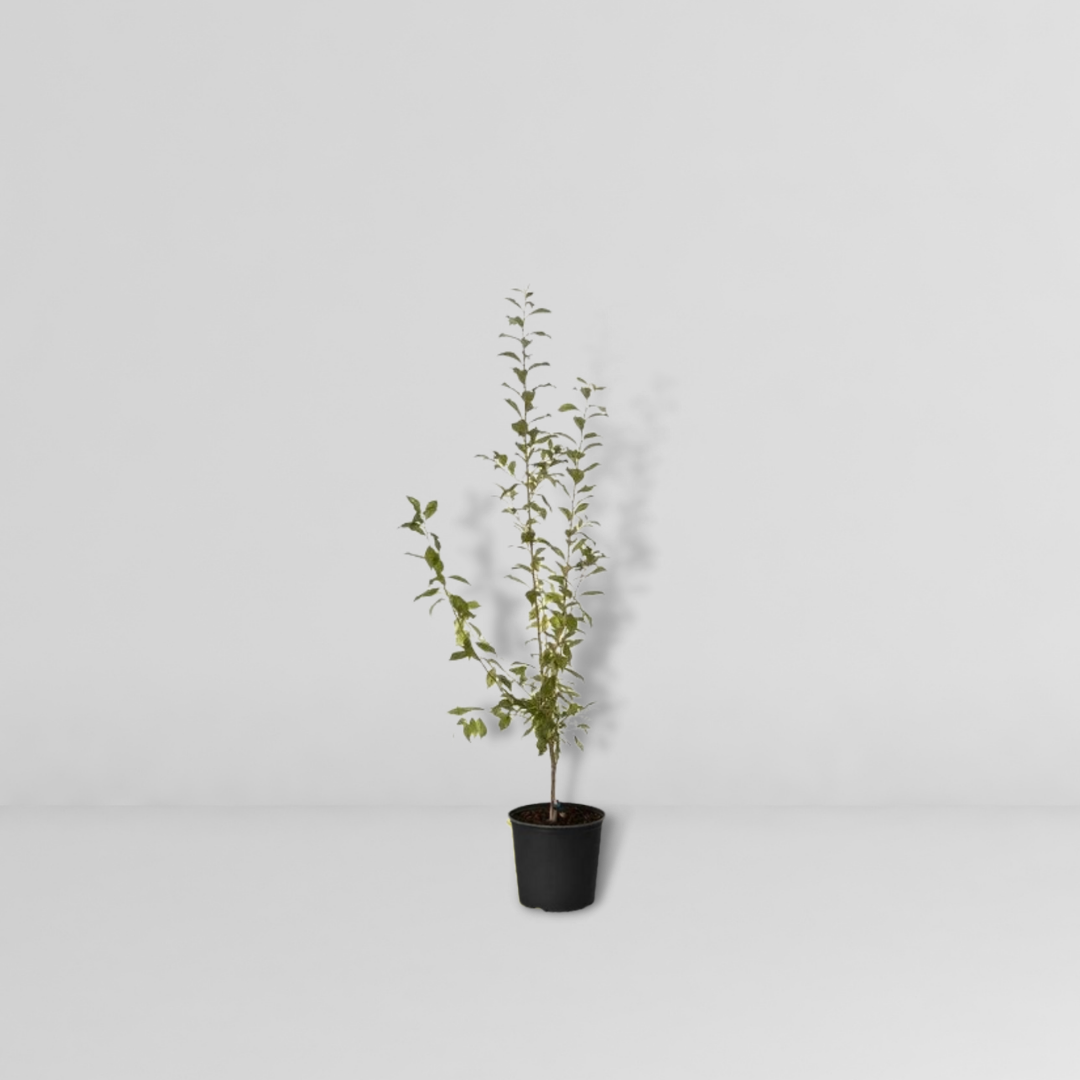 Plum Wickson Tree – Balashi Flowers & Nursery